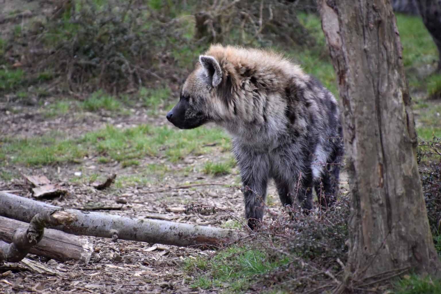 Hyena Animal Facts - Hyaenidae - A-Z Animals