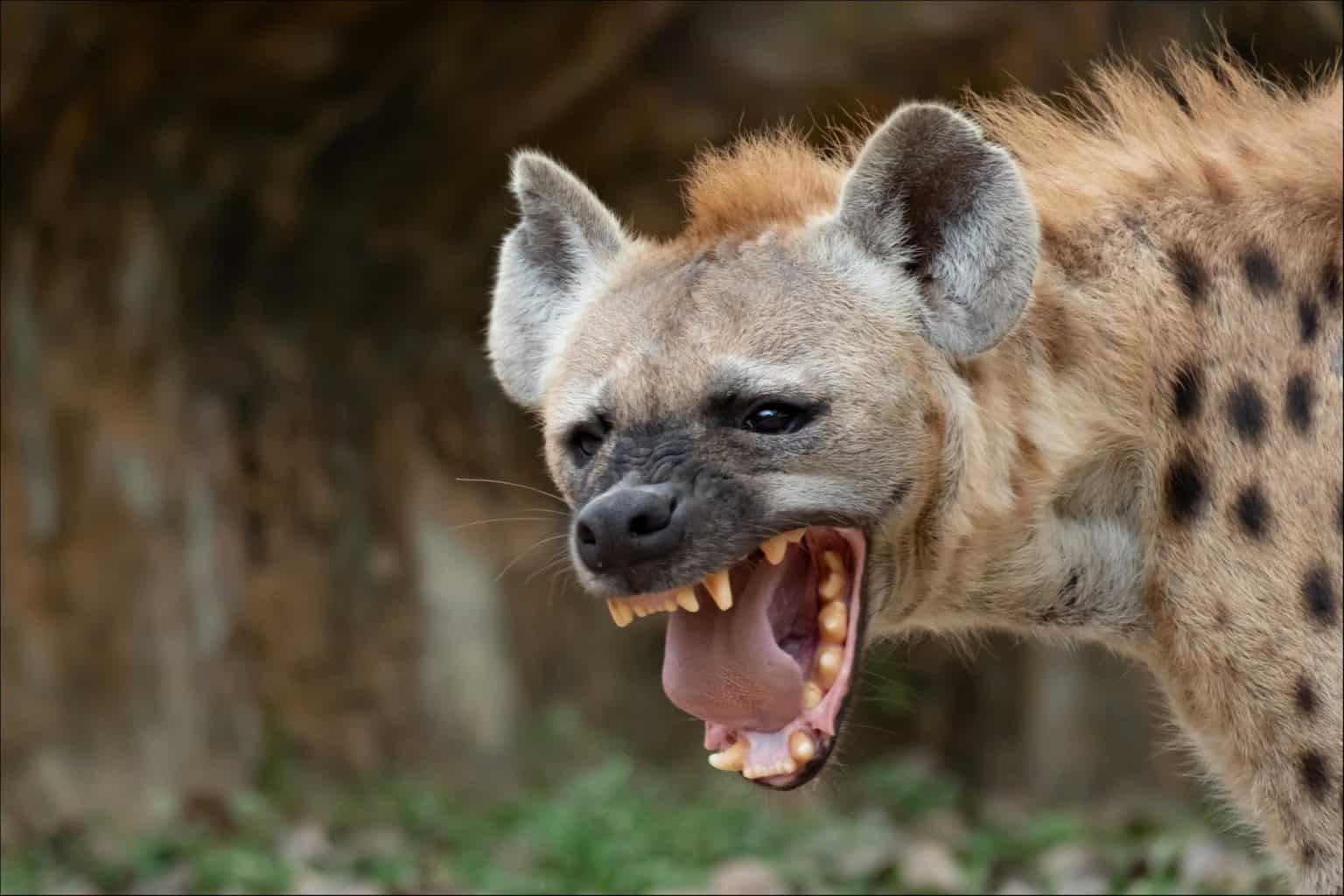 Hyena Animal Facts - Crocuta Crocuta - A-Z Animals