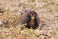 Gopher Animal Pictures | A-Z Animals
