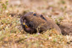 Gopher Animal Pictures | A-Z Animals
