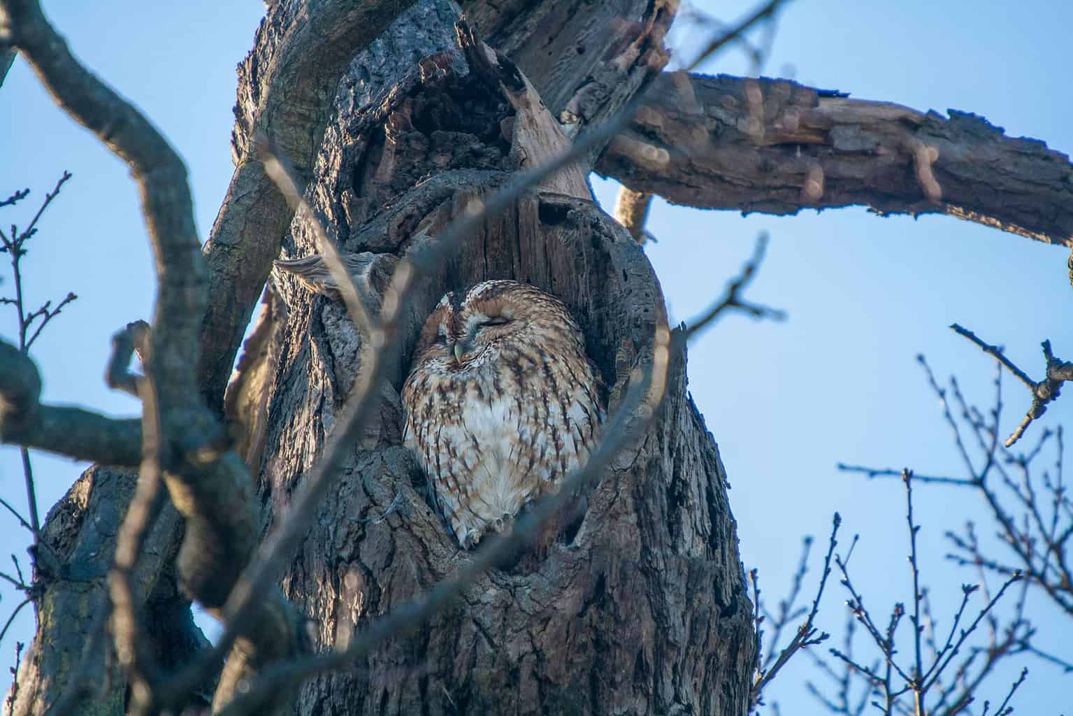 10 Sounds Owls Make and What Each Means (It’s Not Just Hoot!) - A-Z Animals