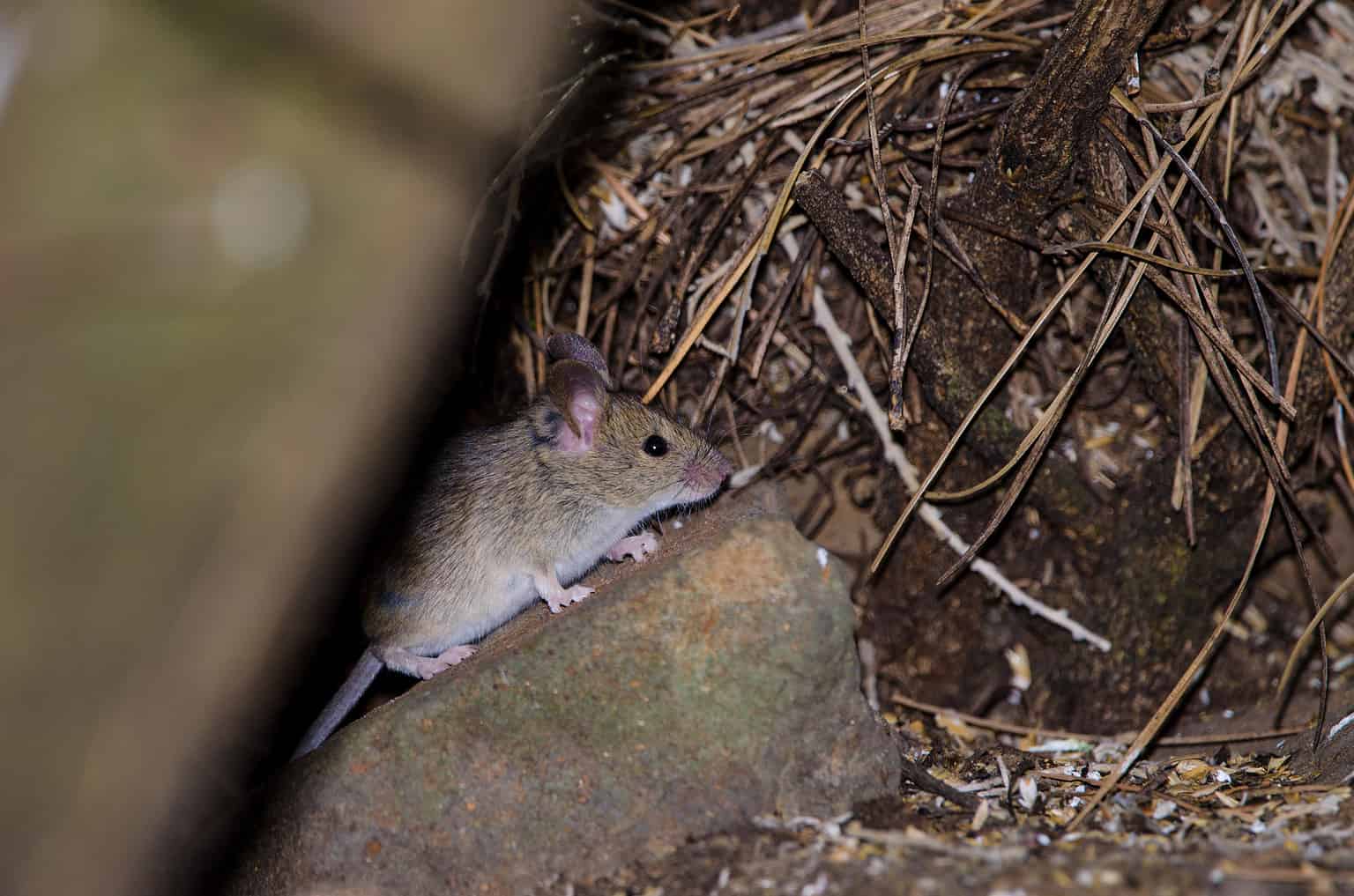 These Mice are Eating Seabirds Alive, and Here's What's Being Done ...