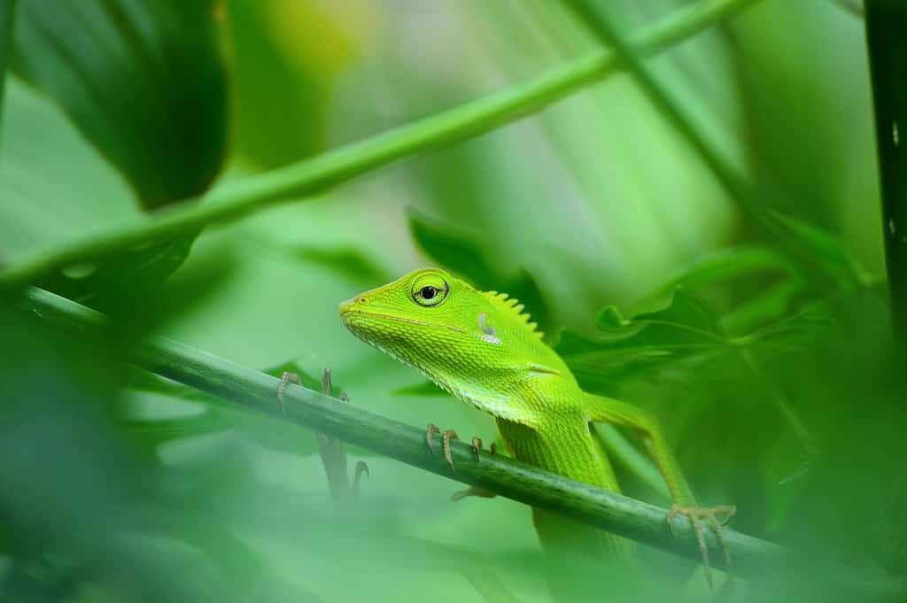 Chameleon Animal Pictures | A-Z Animals