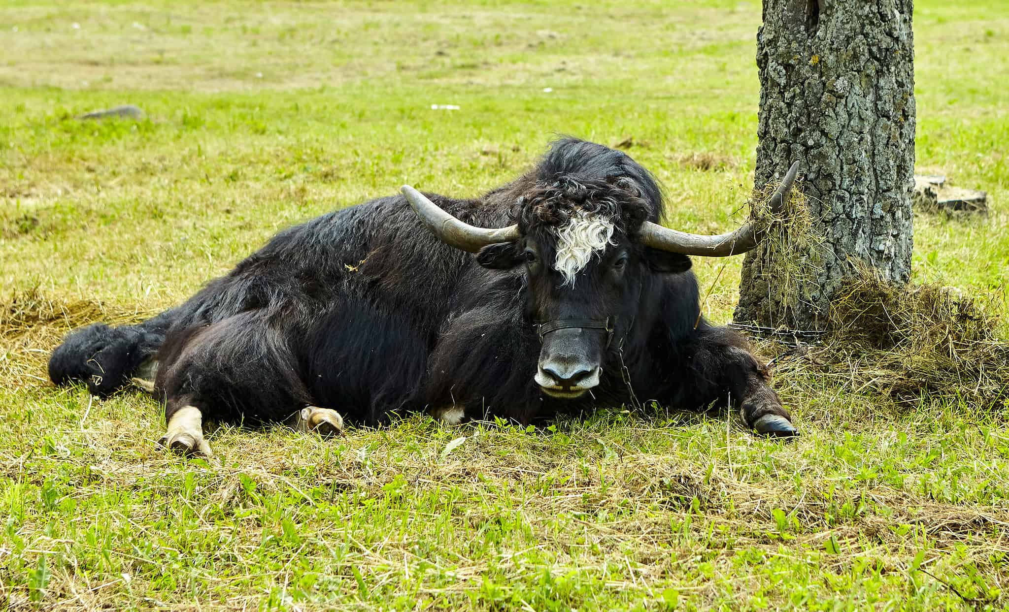 Yak Animal Pictures | A-Z Animals