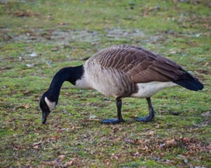 Do Geese Mate for Life? 5 Amazing Facts About These Loyal Birds - A-Z ...