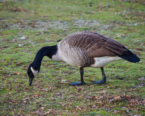Do Geese Mate for Life? 5 Amazing Facts About These Loyal Birds - A-Z ...