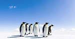Penguin Quiz - Test Your Knowledge - A-Z Animals