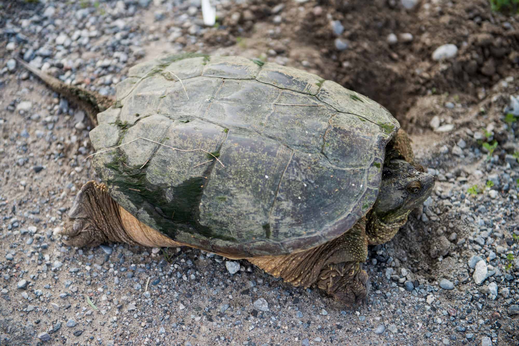 Why You Should Never Pick Up a Snapping Turtle by the Tail - A-Z Animals