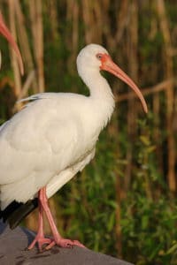 Ibis Bird Facts - Threskiornithidae - A-Z Animals