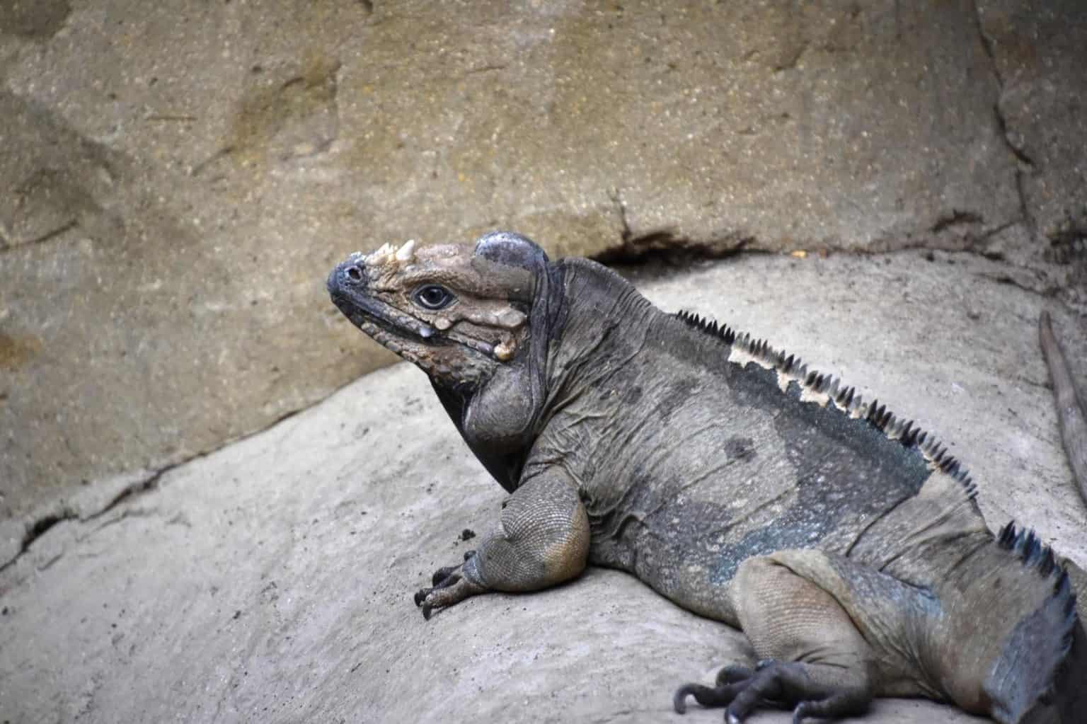 28 Animals You Can See at Disney's Animal Kingdom - A-Z Animals