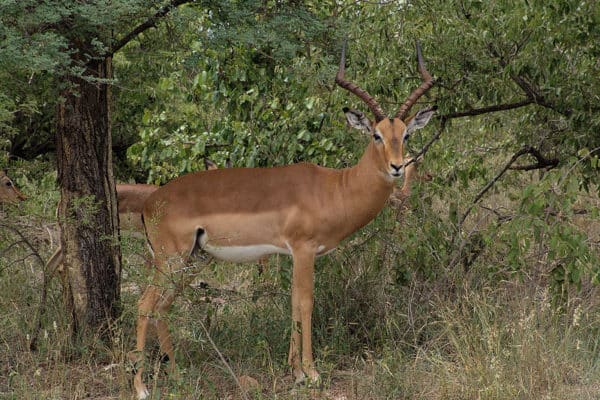Impala Animal Facts | Aepyceros Melampus | AZ Animals