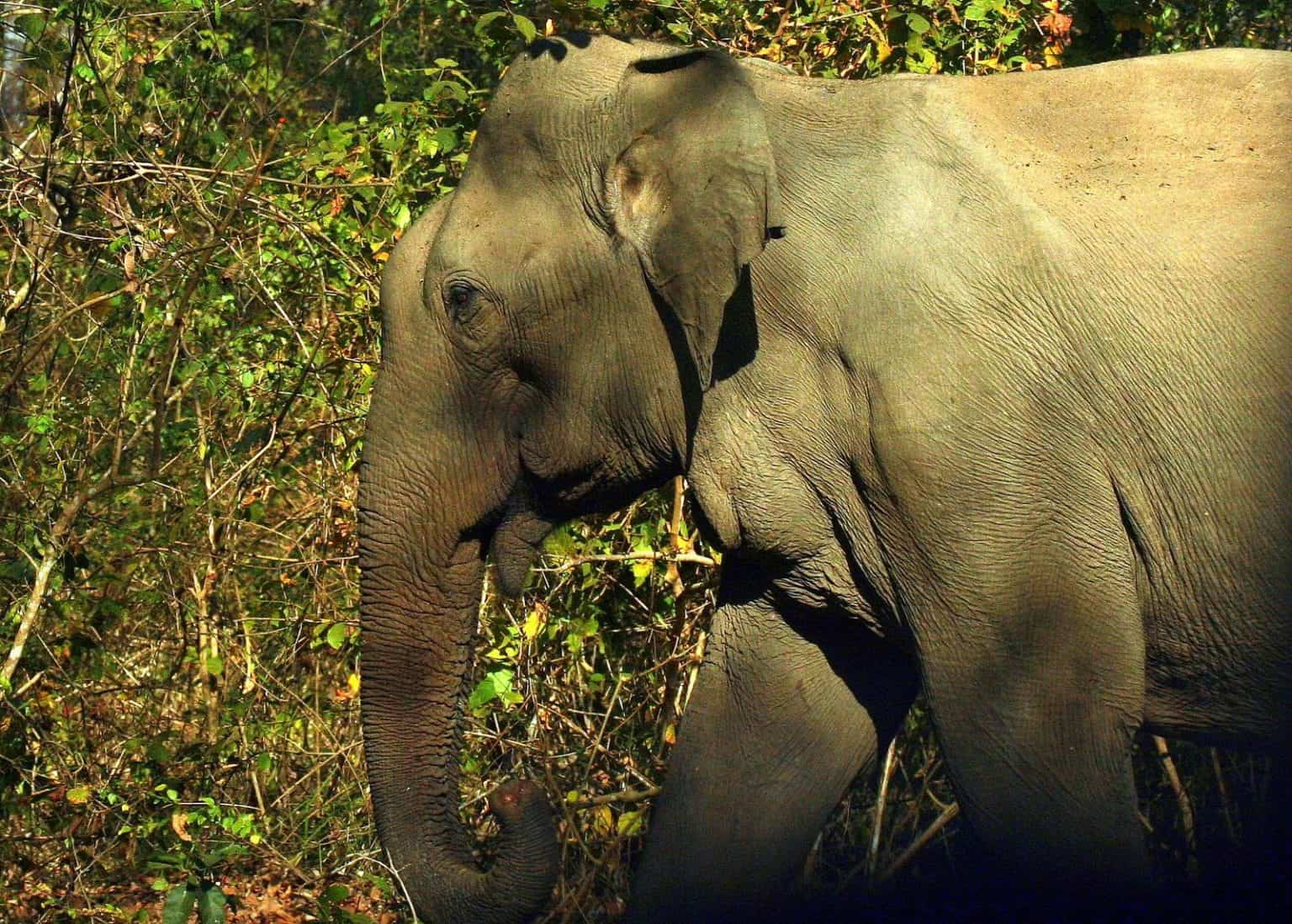 Indian Elephant Animal Facts - Elephas maximus indicus - A-Z Animals