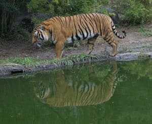 Indochinese Tiger Animal Facts - Panthera Tigris Corbetti - A-Z Animals