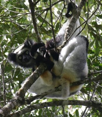 Indri Animal Facts - Indri indri - A-Z Animals