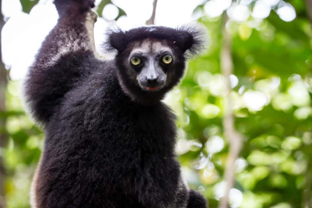 Indri Animal Pictures | A-Z Animals