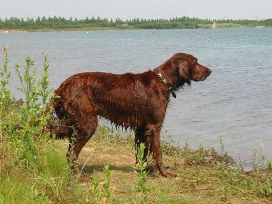 Irish Setter Animal Facts - Canis Lupus - A-Z Animals