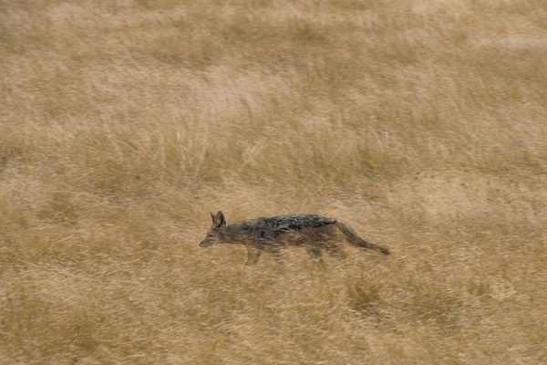 Jackal (Canis Aureus) | Incredible Facts | A-Z Animals