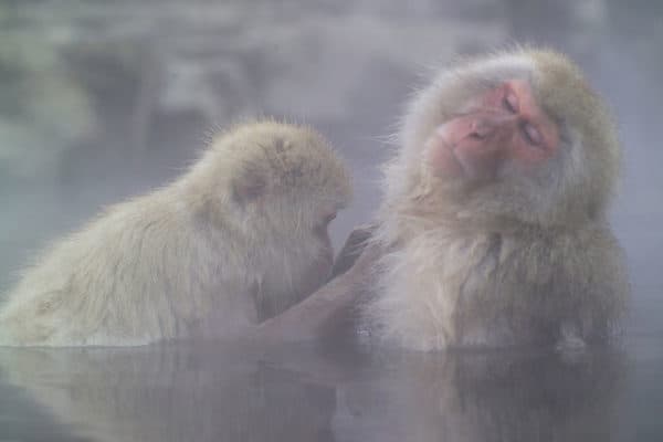 Japanese Macaque Animal Facts - Macaca fuscata - A-Z Animals