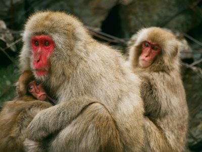 Japanese Macaque Facts Diet Habitat Pictures On Japanese Macaque Animal ...