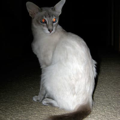 Javanese - A-Z Animals