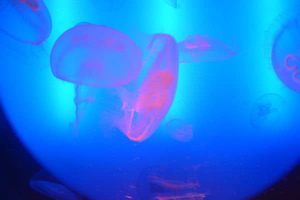 Jellyfish (Cnidaria Scyphozoa Aurelia) | AZAnimals.com