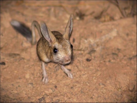 Wildlife in Syria - Types of Syrian Animals - A-Z Animals