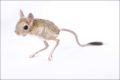 Jerboa Animal Facts - Dipodidae - A-Z Animals