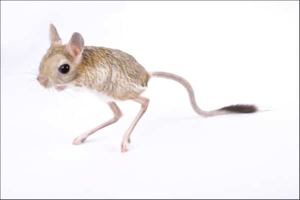 Jerboa Animal Facts - Dipodidae - A-Z Animals