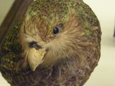 Meet the Kakapo, the World’s Only Flightless Parrot - A-Z Animals