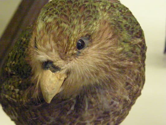 Meet the Kakapo, the World’s Only Flightless Parrot - A-Z Animals
