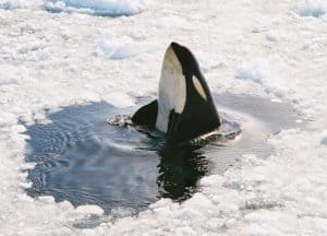 Narwhal Animal Facts - Monodon monoceros - A-Z Animals