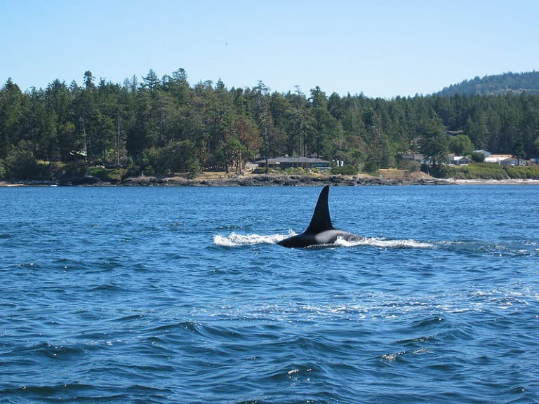 Killer Whale Animal Facts - Orcinus orca - A-Z Animals