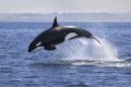 Discover How Fast Dolphins Can Swim: Top Speeds and Interesting Facts ...