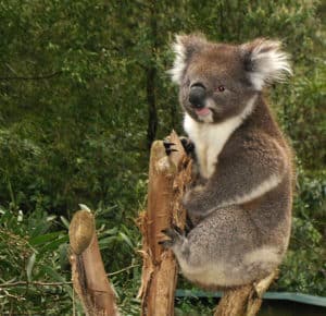 Koala Animal Pictures | A-Z Animals