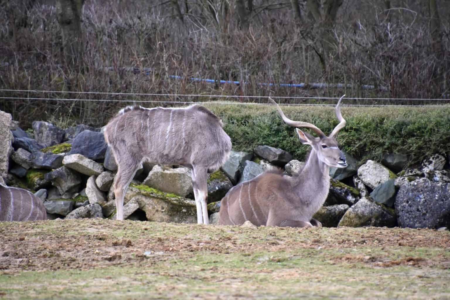 Lesser Kudu vs Greater Kudu: What are the Differences? - A-Z Animals