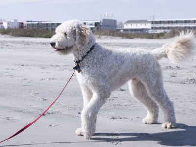Labradoodle Colors: Rarest to Most Common - A-Z Animals