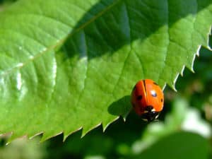 10 Interesting Facts About Ladybugs - A-Z Animals