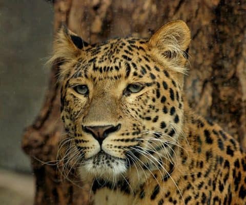 Leopard Animal Facts - Panthera pardus - A-Z Animals
