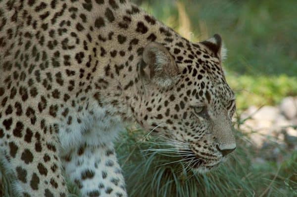Leopard Animal Facts - Panthera pardus - A-Z Animals