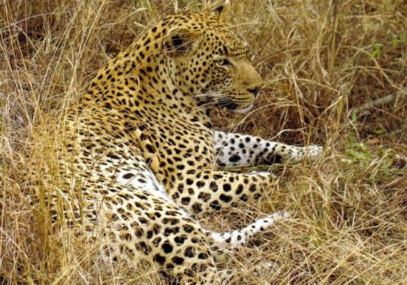 Leopard Animal Pictures | A-Z Animals