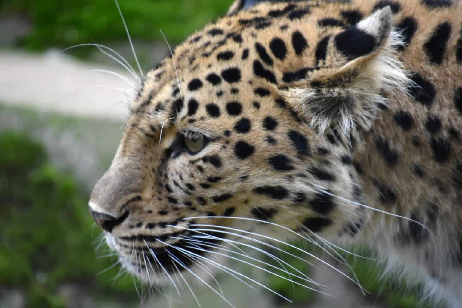 Leopard Animal Pictures | A-Z Animals
