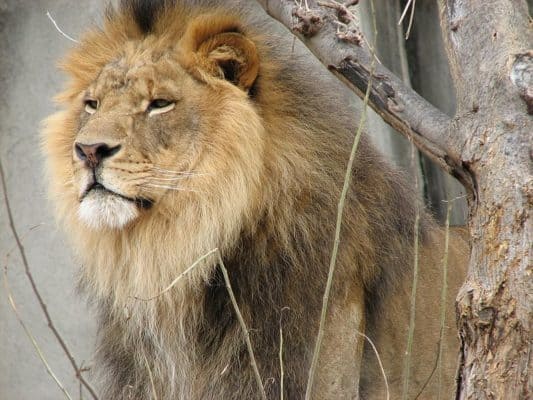 Cathemeral - Activity Patterns - A-Z Animals