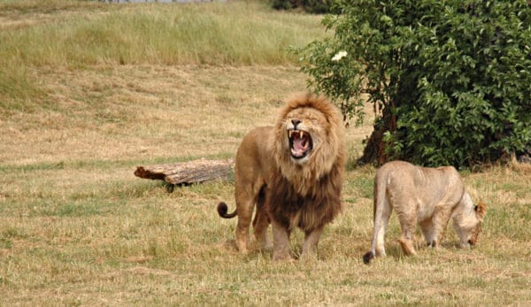Epic Battles: 50 Wolves vs. A Pride of Lions - A-Z Animals