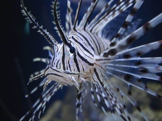 Scorpionfish vs Lionfish: What Are The Differences? - A-Z Animals