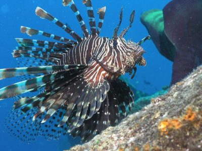 Discover 3 Fish That Have Spikes and What They Use Them For - A-Z Animals