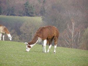 What Do Llamas Eat? 11 Common Foods in Their Diet - A-Z Animals