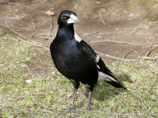 Magpie Animal Facts - Pica pica - A-Z Animals