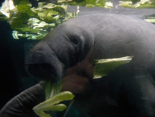 Manatee Animal Pictures | A-Z Animals