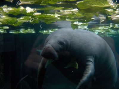 Manatee - A-Z Animals