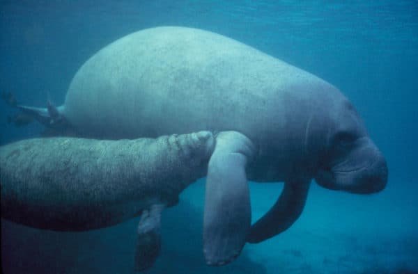 Manatee Animal Facts - Trichechidae - A-Z Animals